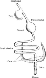 Anatomy of a bird – ICBP